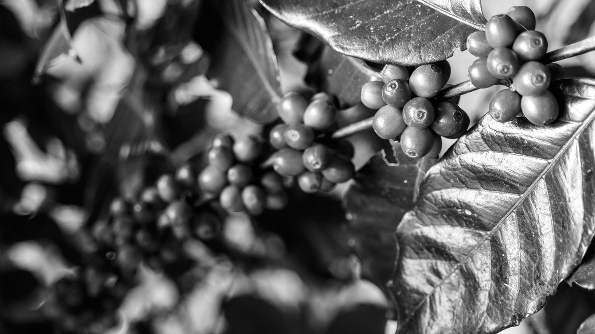 BAKED. – Baked Bali